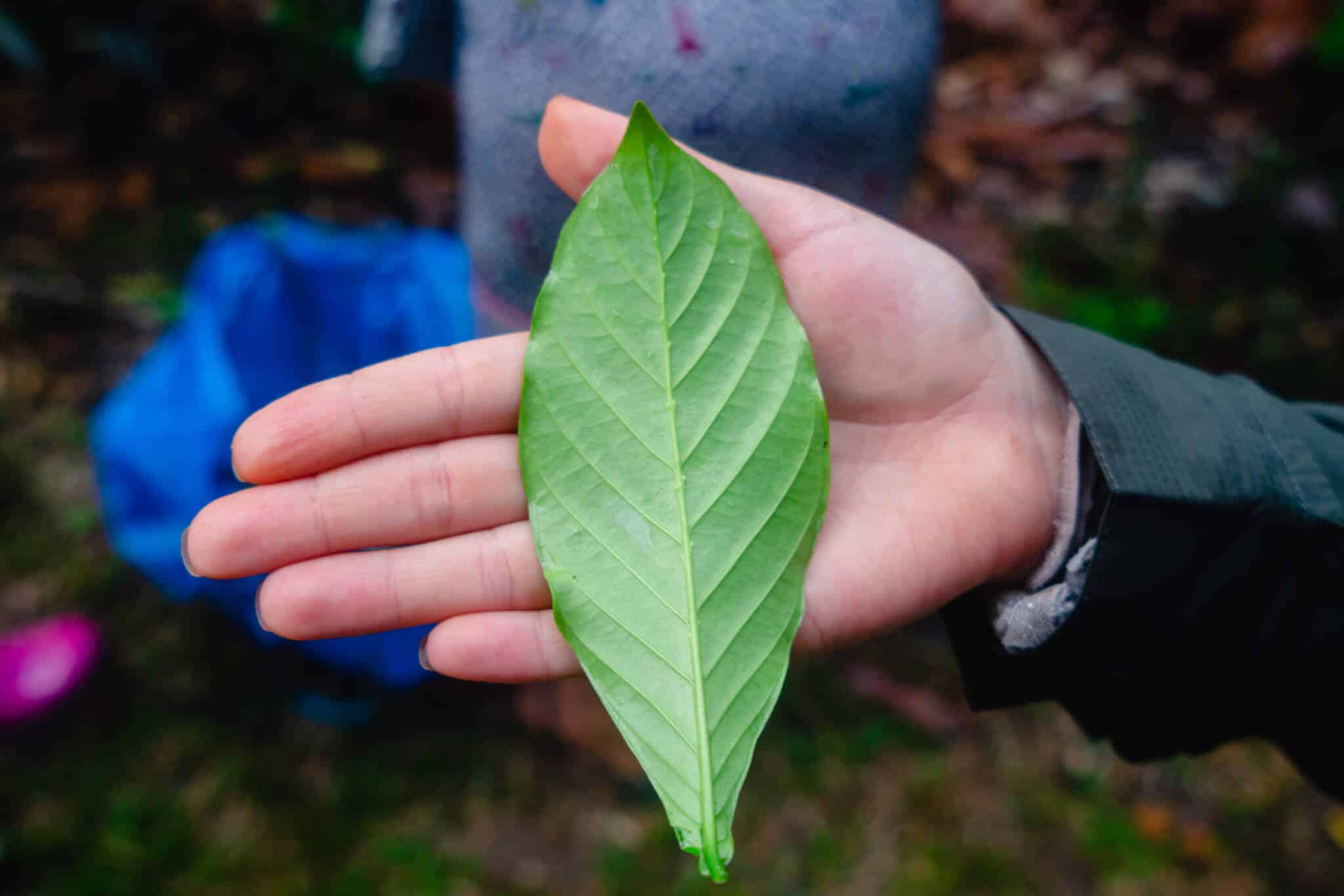 Best Ayahuasca Retreats Center - Shamanflora