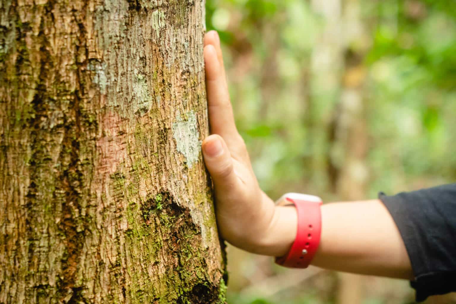 What is Ayahuasca and How Should I Use It?