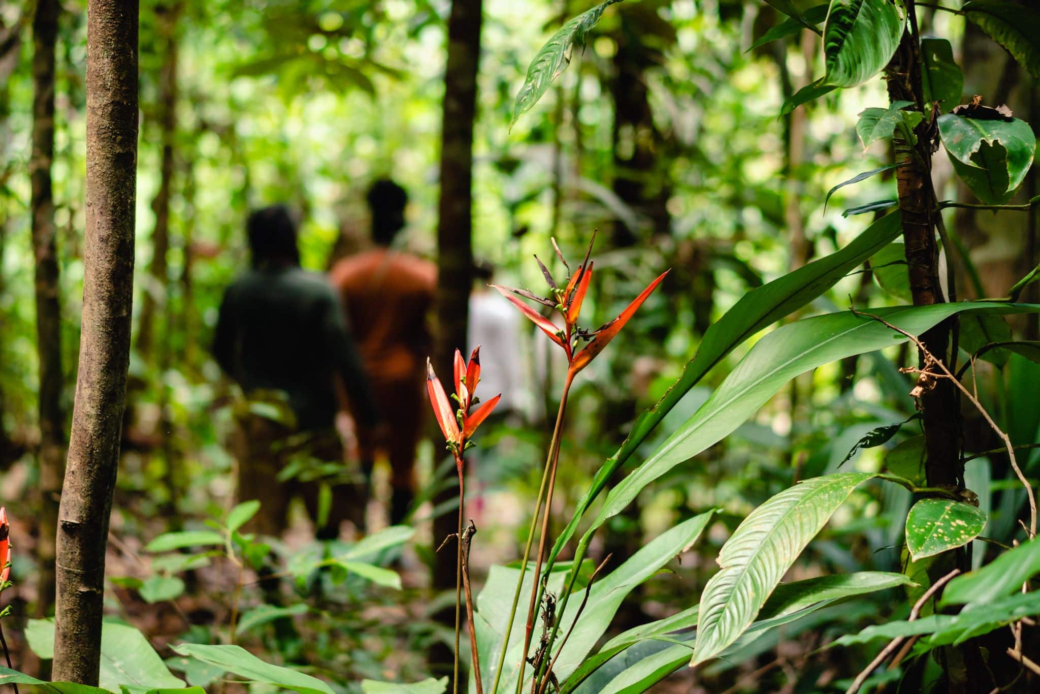 Experiencing healing & transformation with best plant medicine retreats